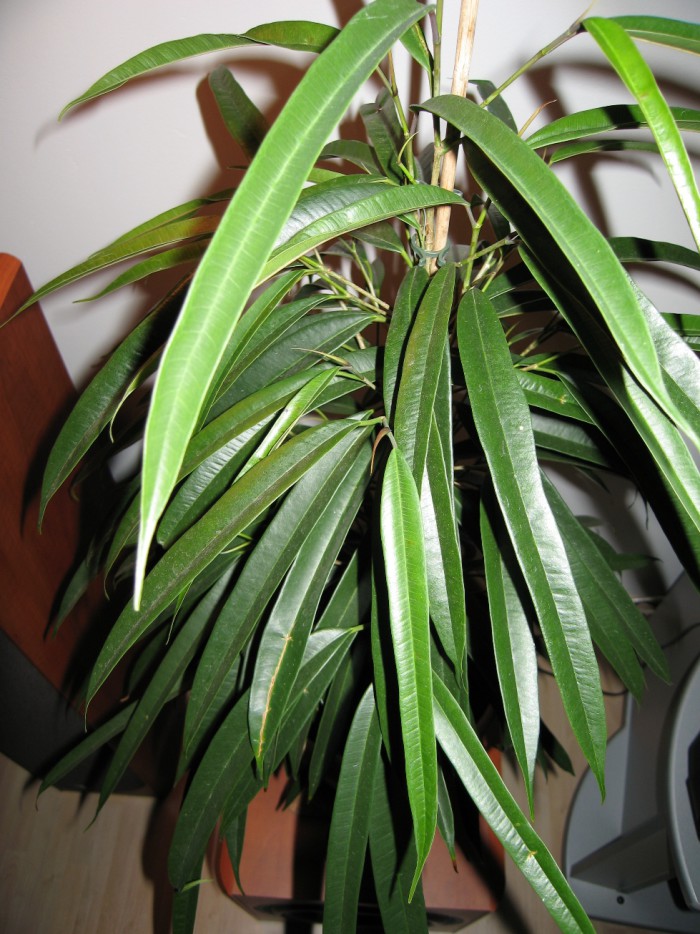 Czy znasz swojego fikusa? Najpopularniejsze fikusy - Kropki i Kwiatki