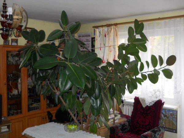 Czy znasz swojego fikusa? Najpopularniejsze fikusy - Kropki i Kwiatki