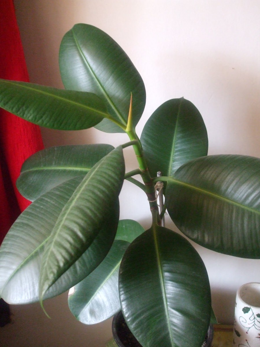 Czy znasz swojego fikusa? Najpopularniejsze fikusy - Kropki i Kwiatki